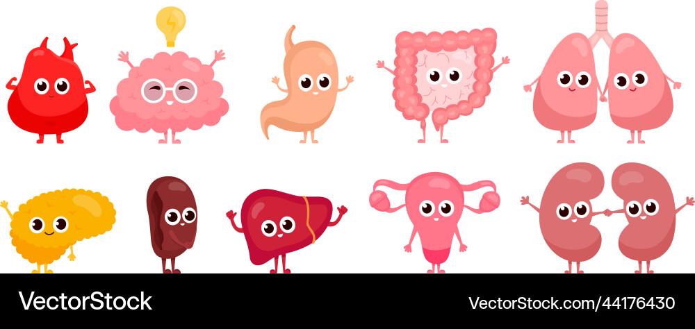Internal organs characters cartoon healthy human Vector Image