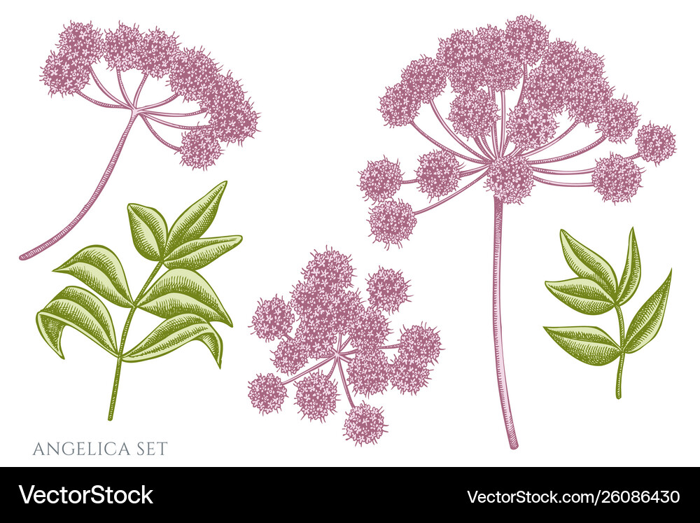 Set hand drawn pastel angelica Royalty Free Vector Image