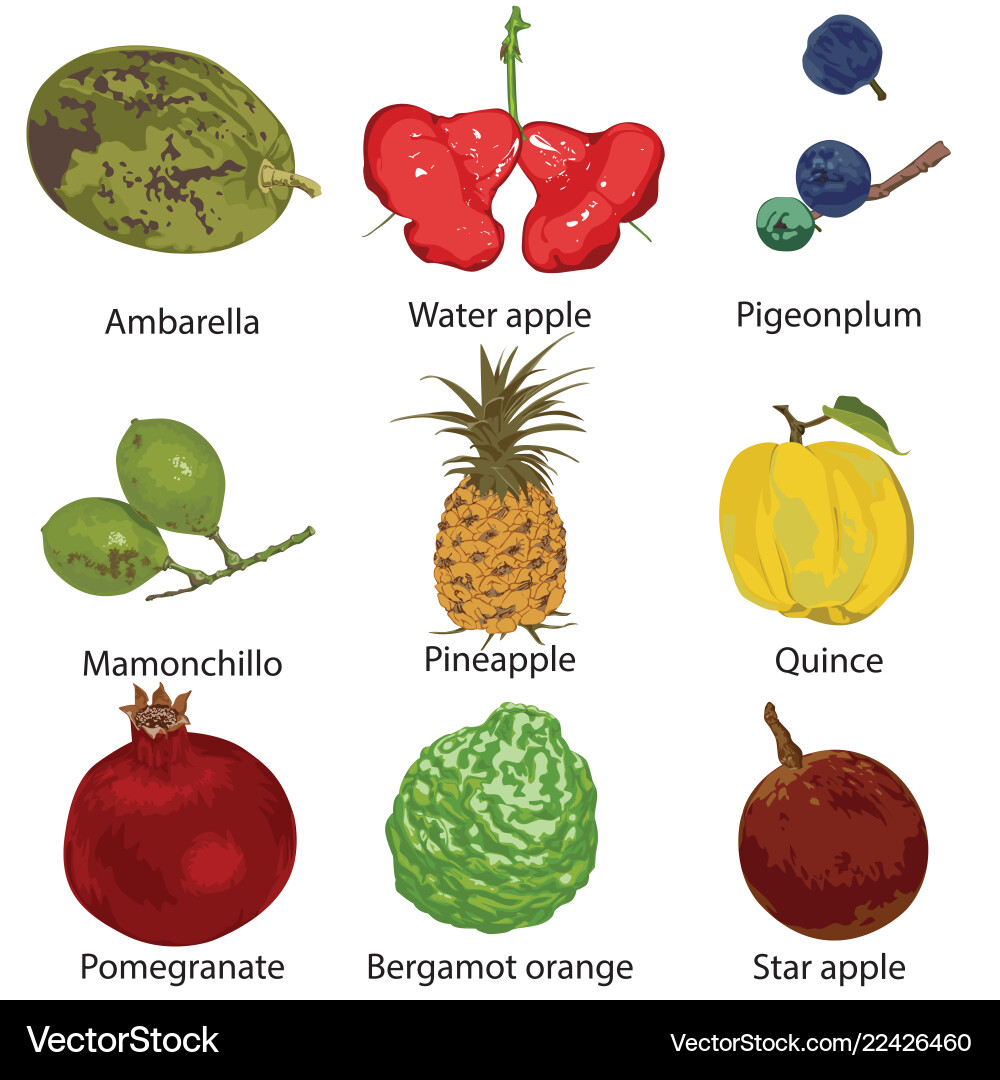 Set of different fruits Royalty Free Vector Image