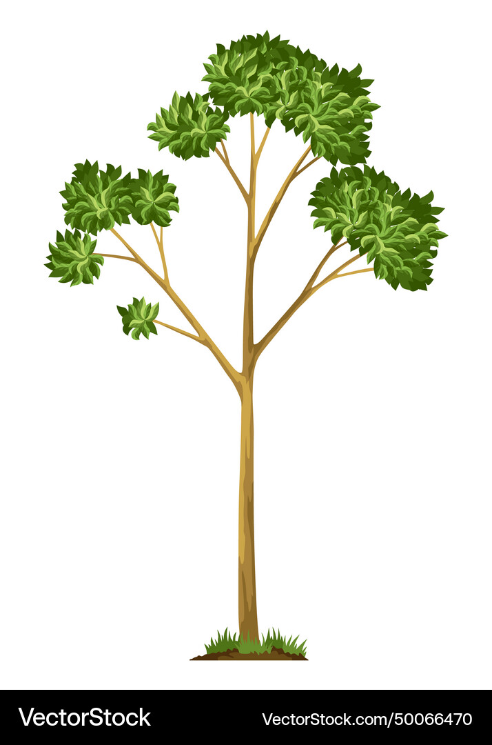 Stage of tree growth small tree growth with green Vector Image