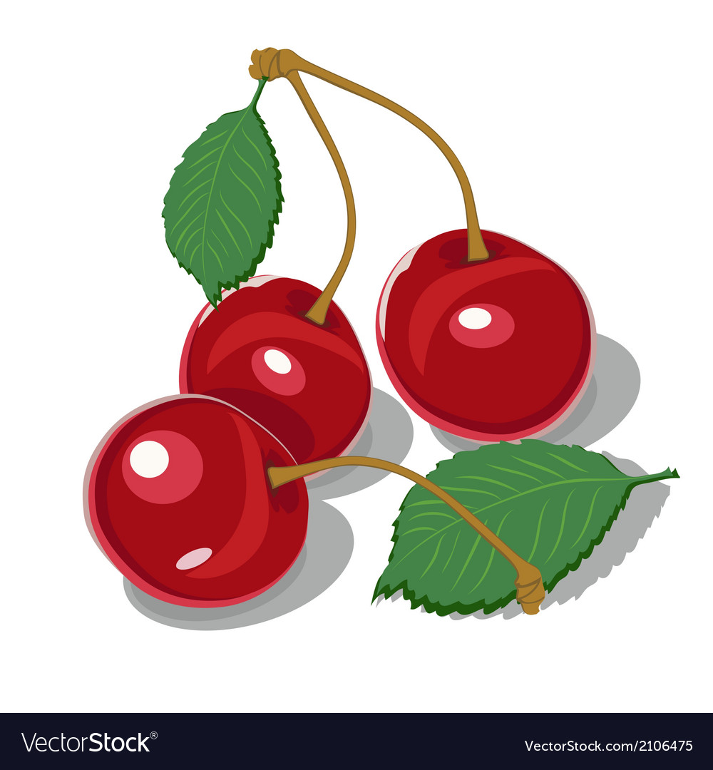 Cherry Royalty Free Vector Image - VectorStock