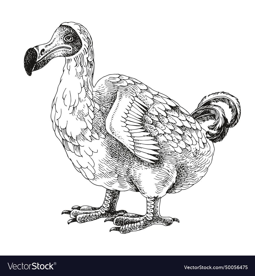 Monochrome dodo extinct bird sketch Royalty Free Vector