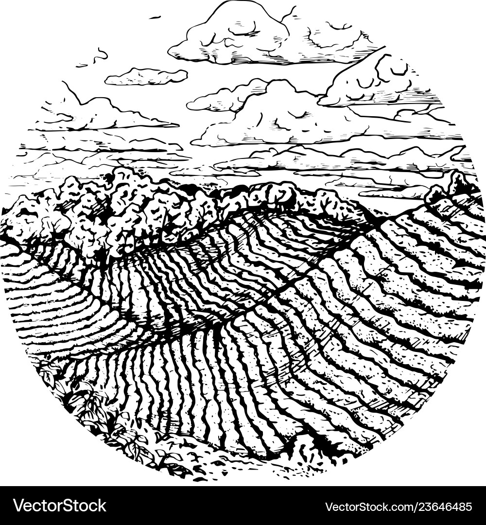 Hand drawn coffee field nature landscape Vector Image