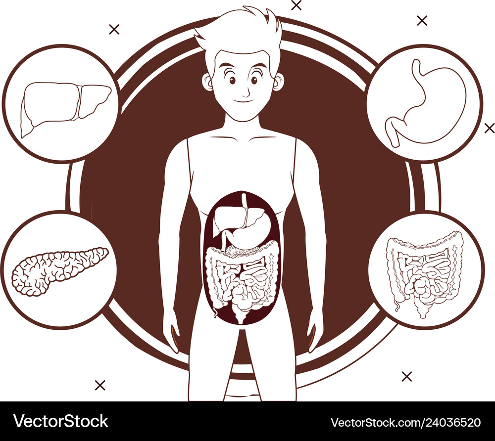 Young human body anatomy Royalty Free Vector Image