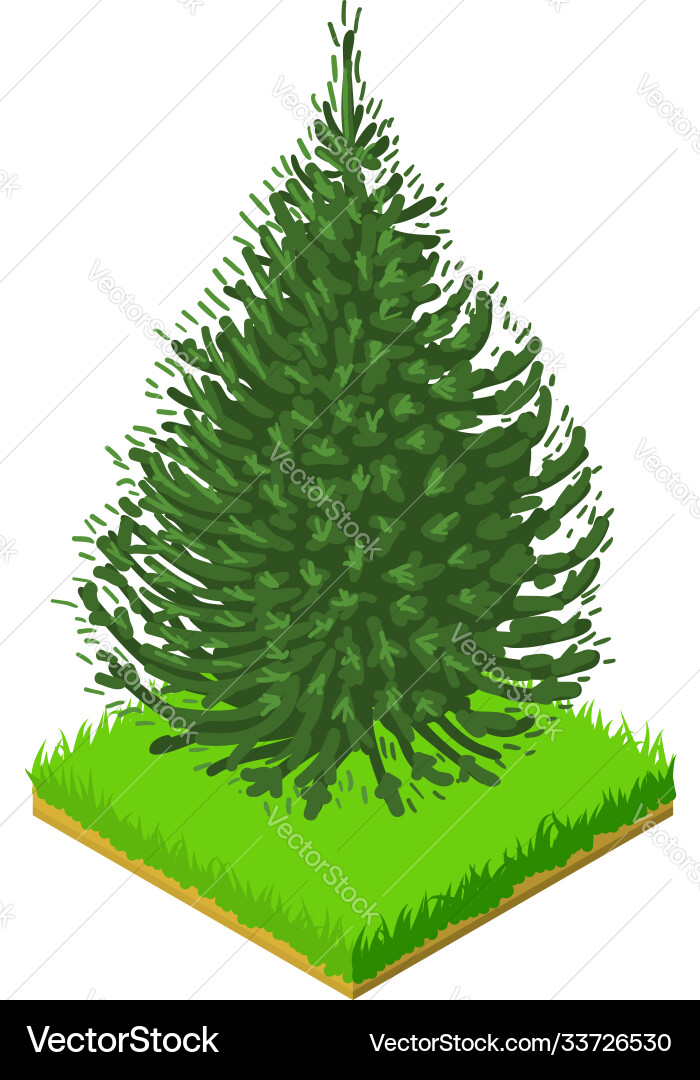 Balsam fir icon isometric style Royalty Free Vector Image