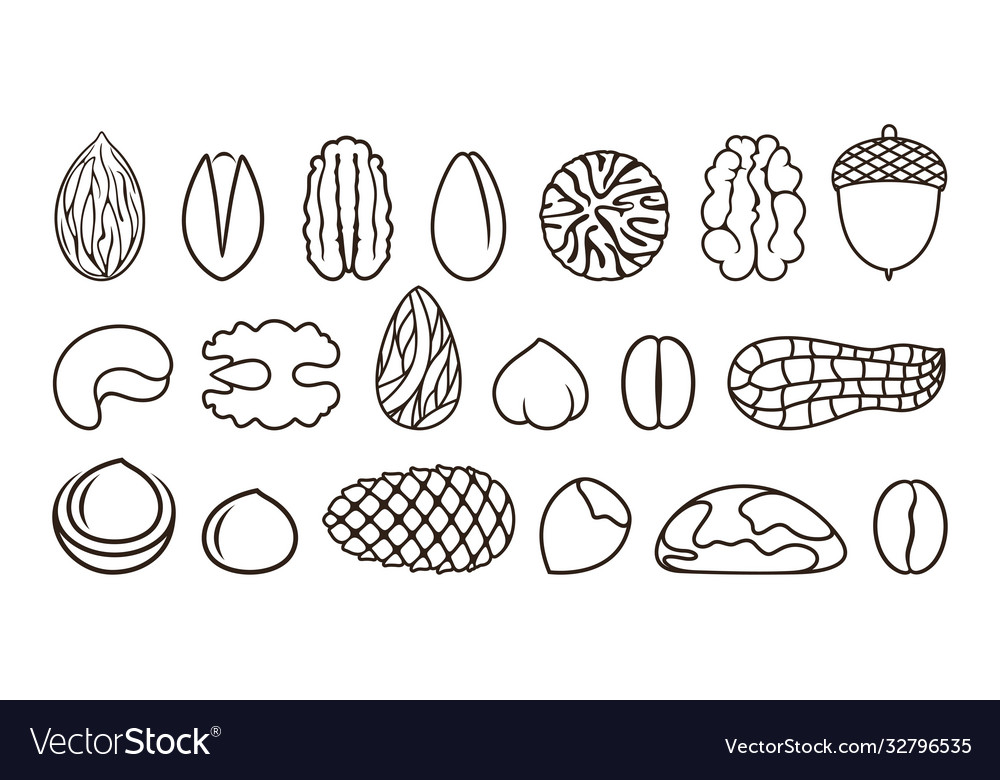 Nut Royalty Free Vector Image - VectorStock