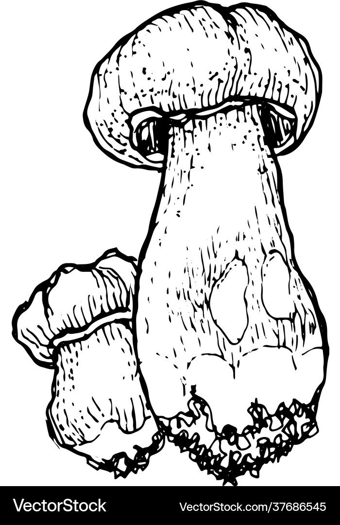 Mushrooms mushroom menu graphic hand Royalty Free Vector