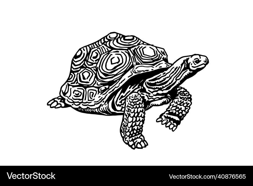 Graphical hand-drawn turtle sea-food Royalty Free Vector