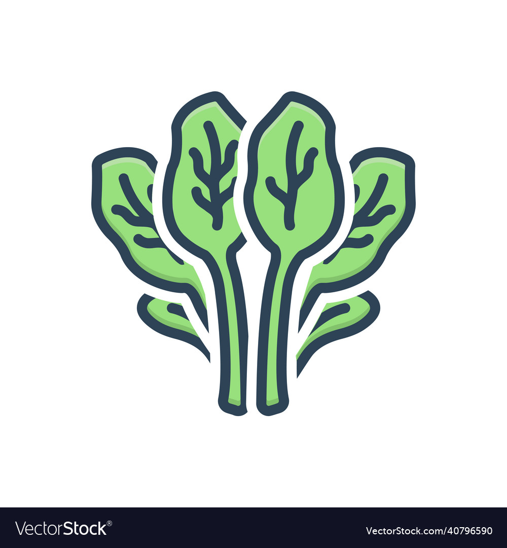 Spinach Royalty Free Vector Image - VectorStock Spinach Royalty Free Vector Image - VectorStock