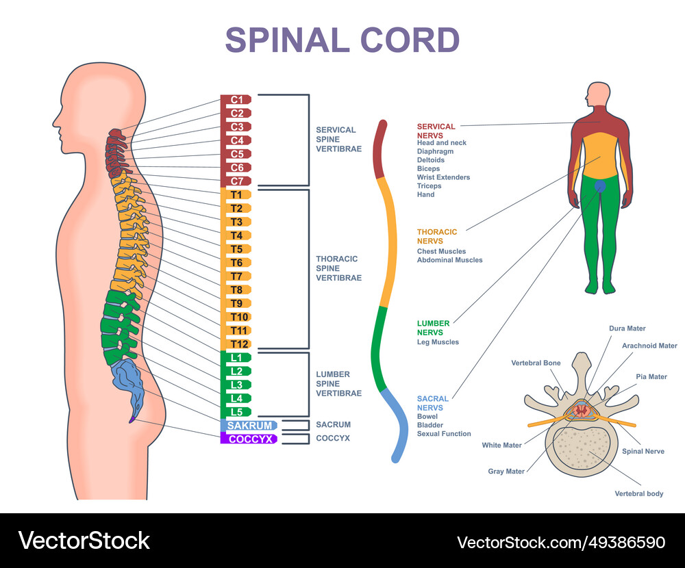Spinal Cord Anatomy Diagram Royalty Free Vector Image