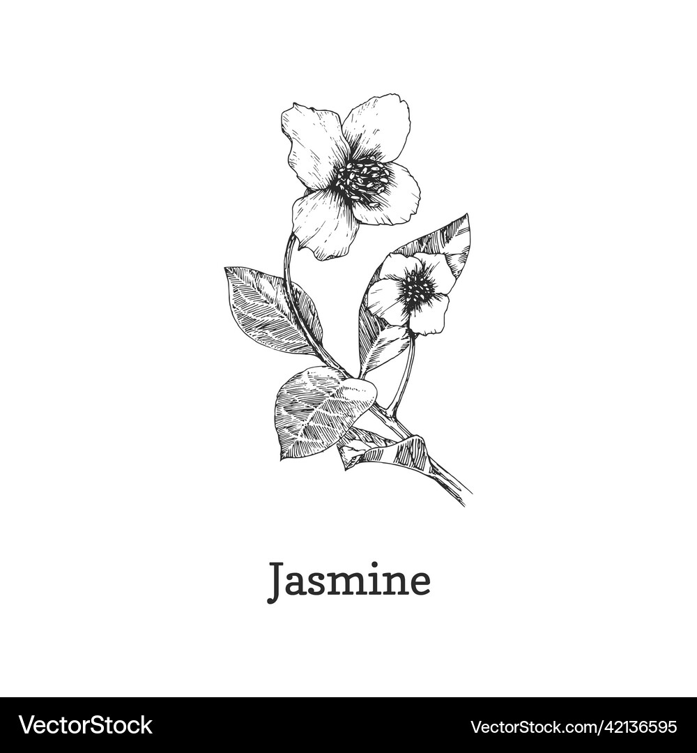 Jasmine branch with flowers sketch Royalty Free Vector Image