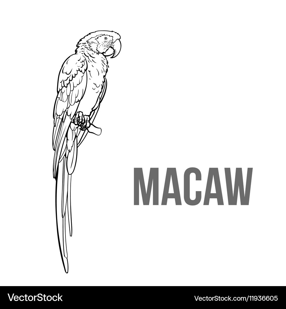 Hand drawn red green-winged macaw parrot Vector Image