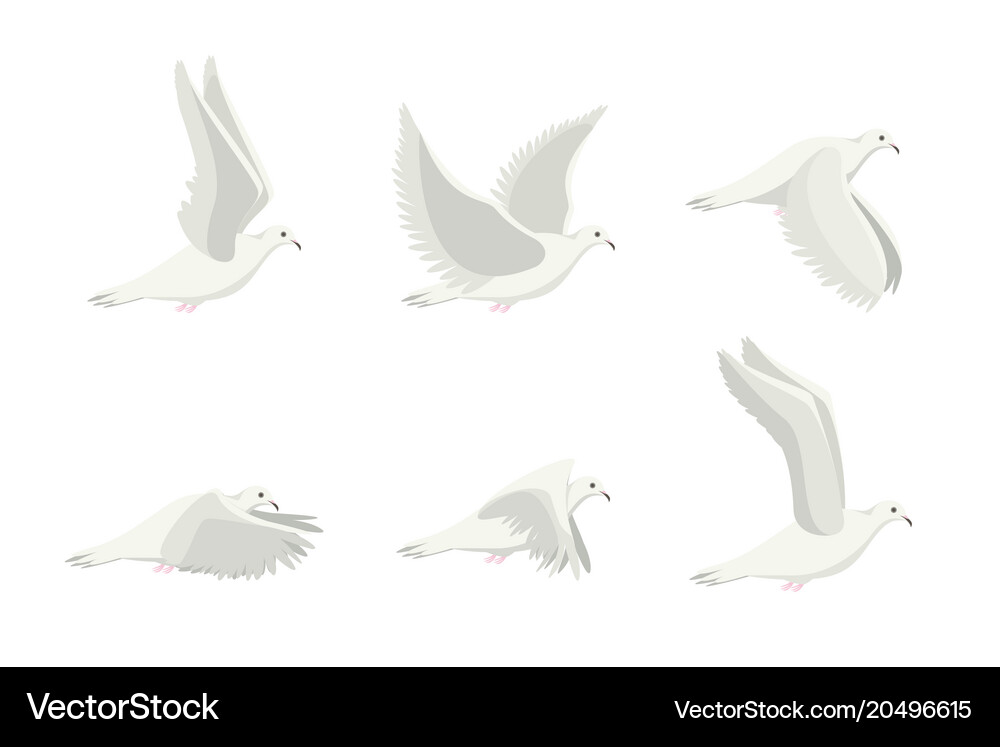 Cartoon white dove bird set Royalty Free Vector Image