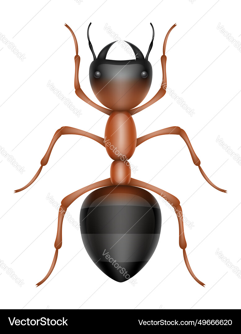 Ant insects wildlife animals Royalty Free Vector Image