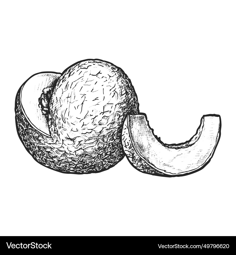 Melon slice and edible fruit sketch berry Vector Image