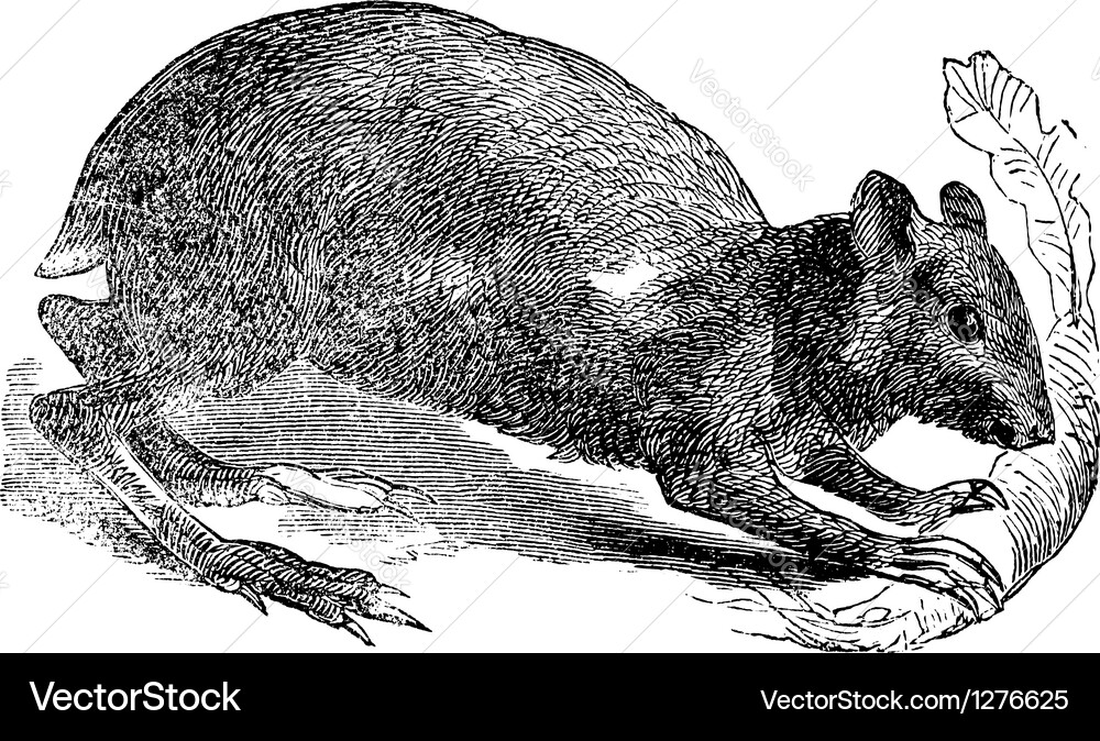 Agouti rodent engraving Royalty Free Vector Image