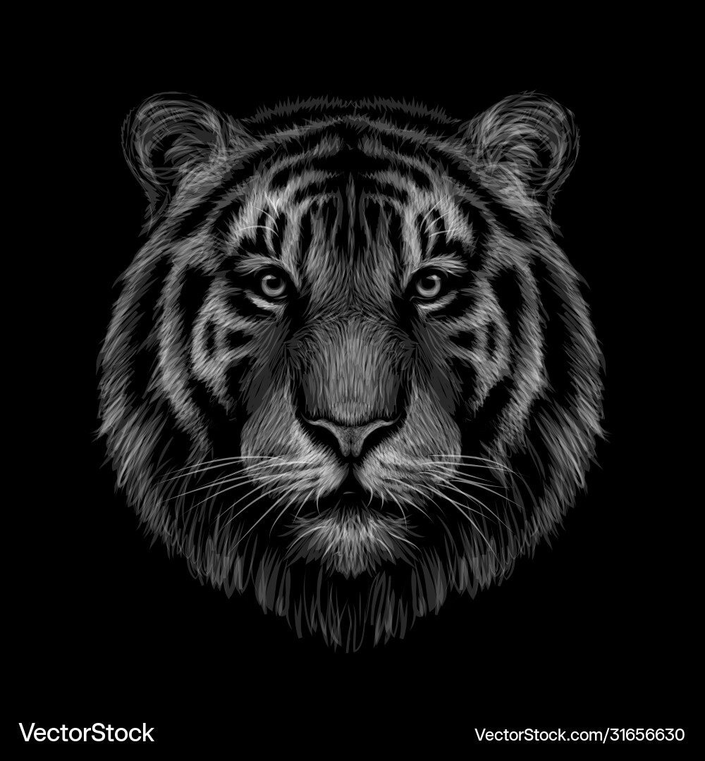 Tiger monochrome black and white graphic Vector Image
