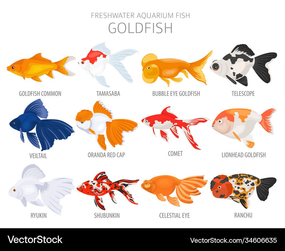 Goldfish freshwater aquarium fish icon set flat Vector Image