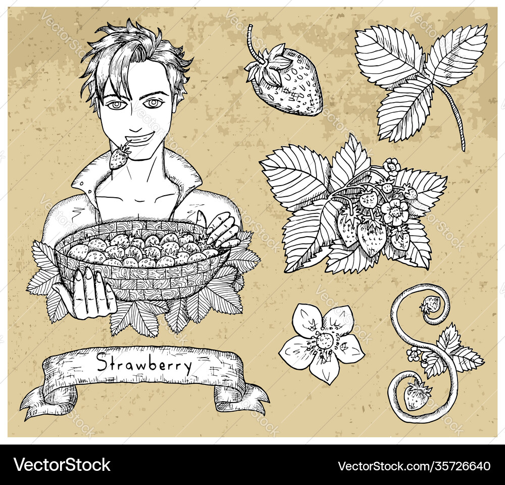 Design set with handsome man holding strawberry Vector Image