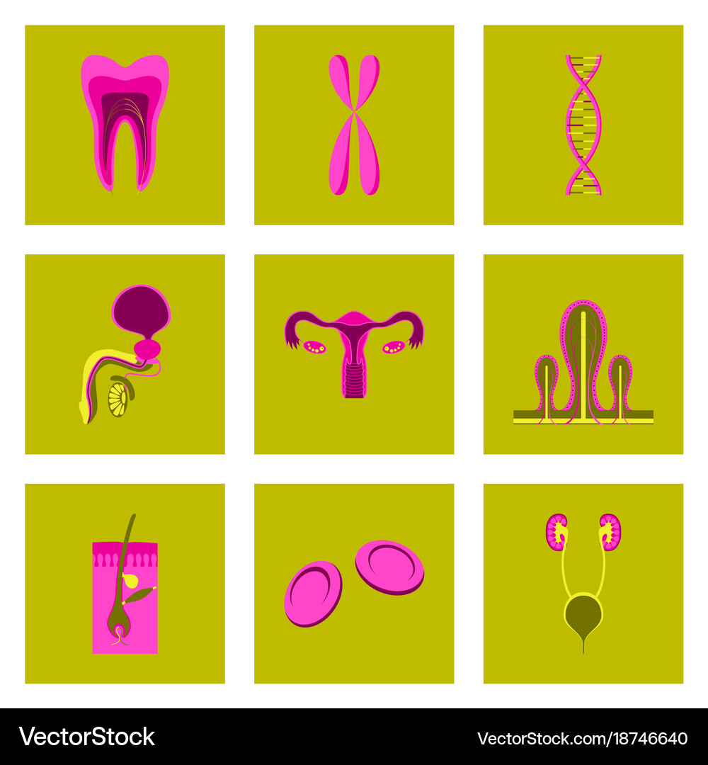 Icons set in flat style human organs cell Vector Image