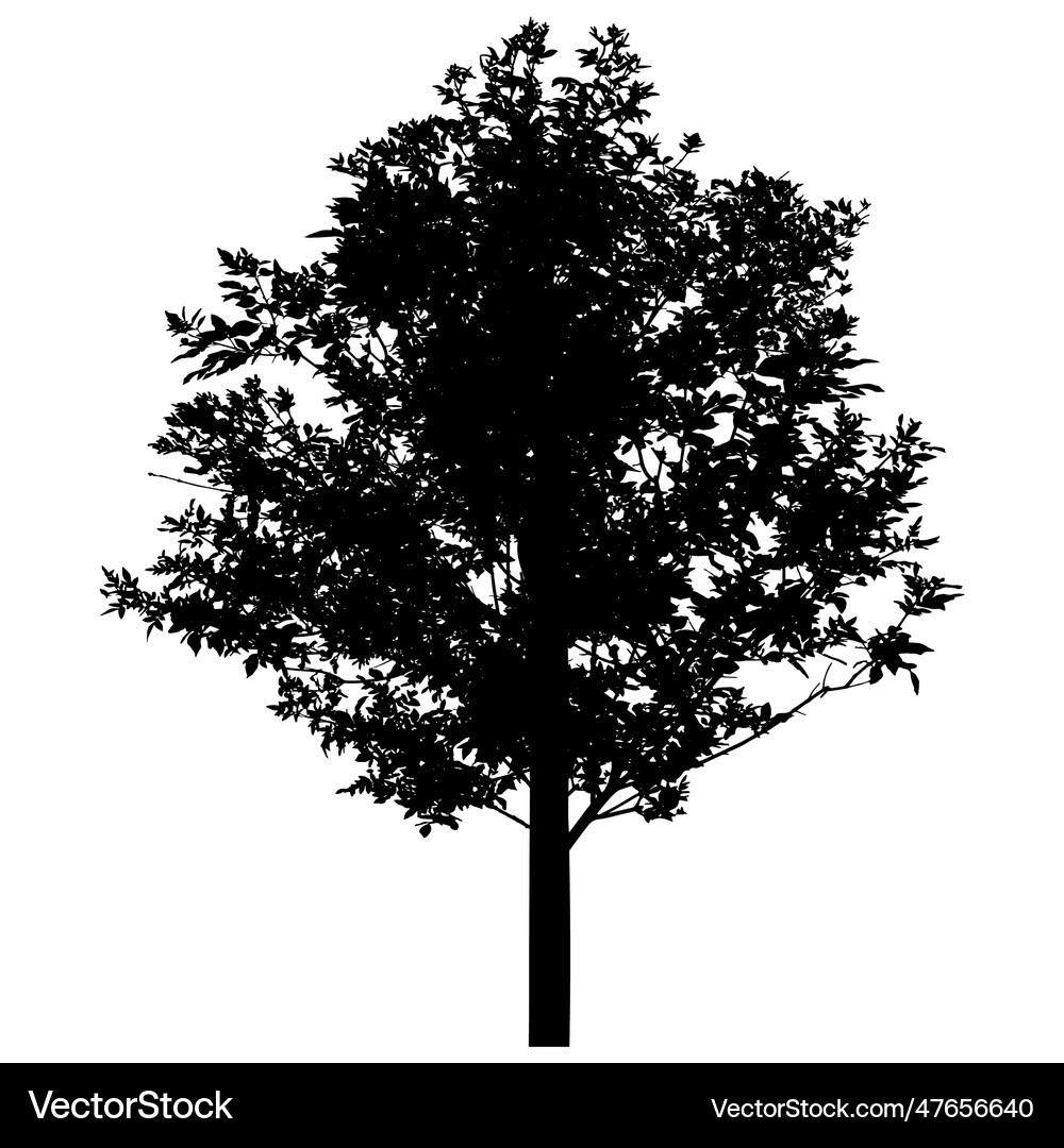 Silhouette of beautiful ash tree Royalty Free Vector Image