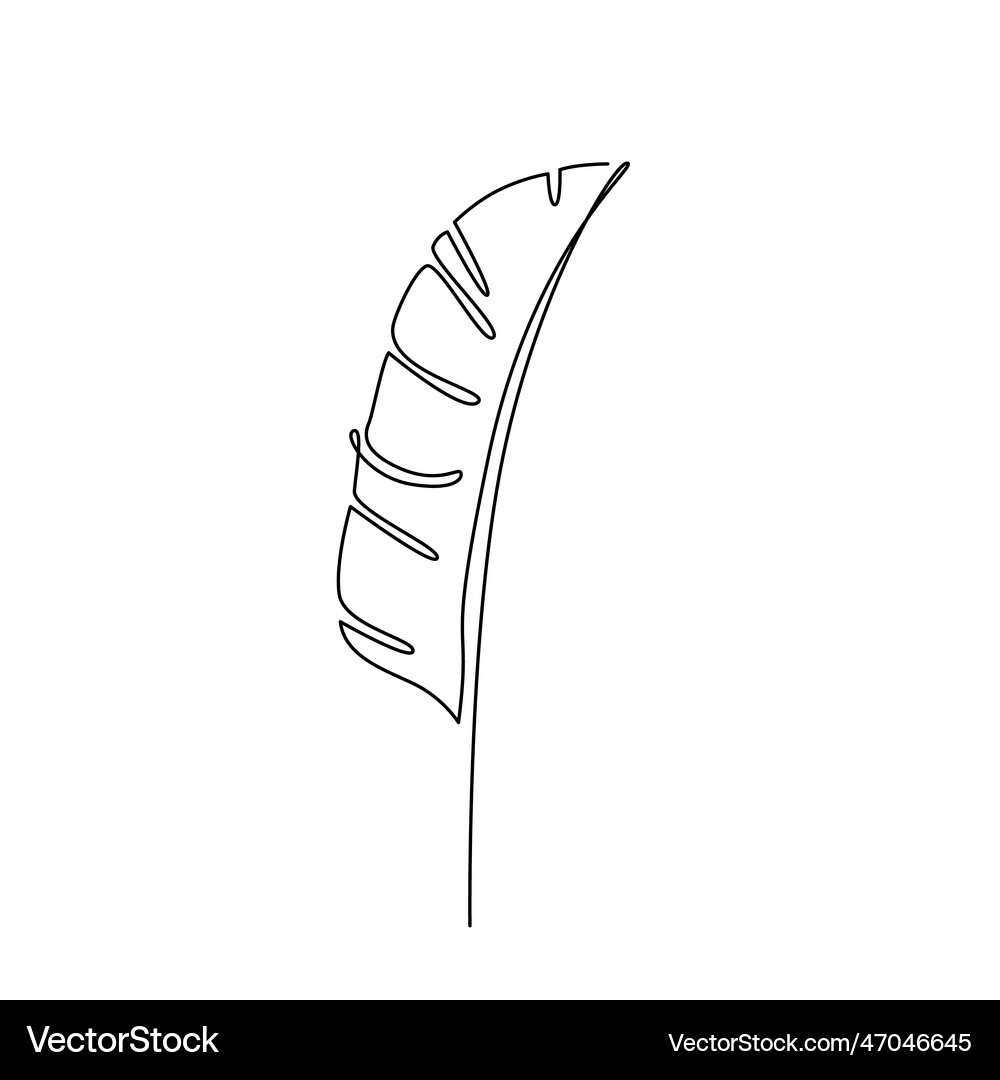Banana leaf line art plant leaf continuous Vector Image
