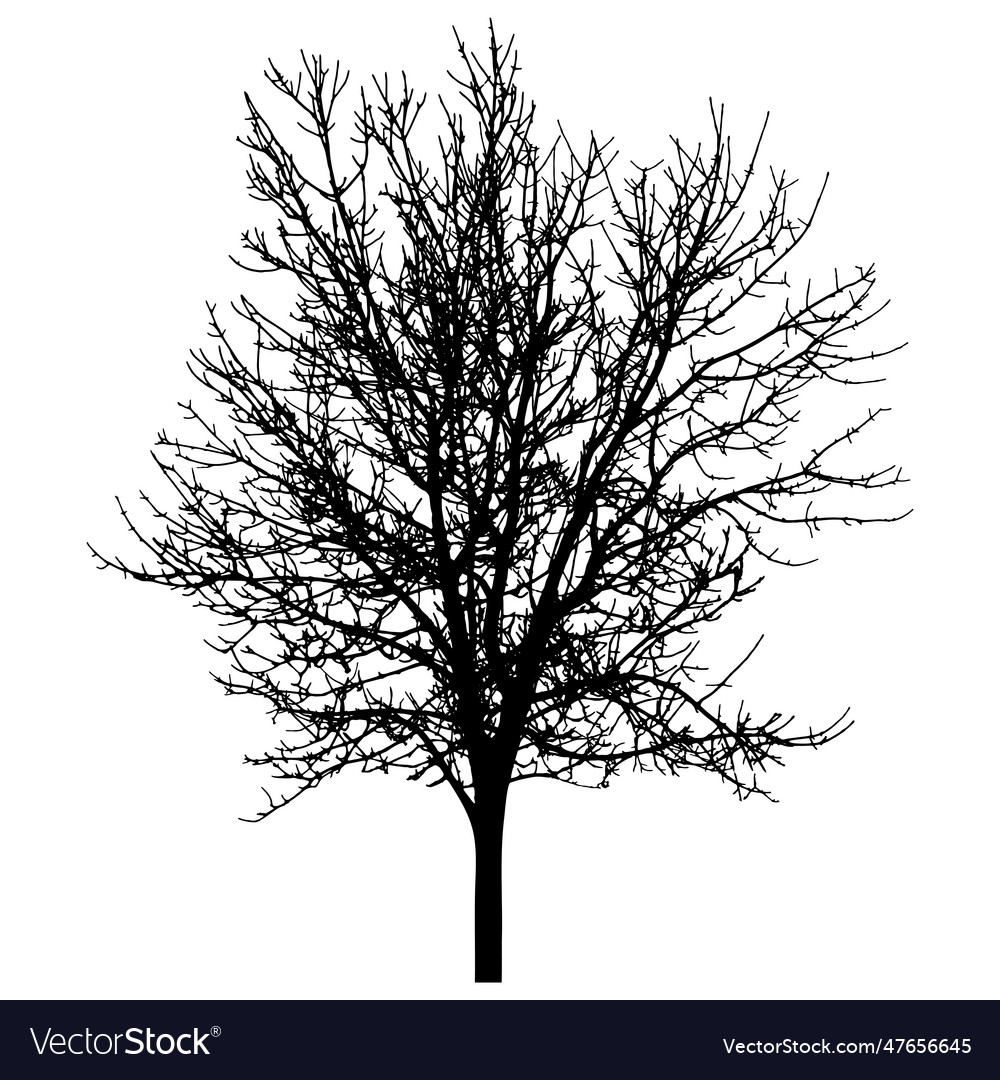 Bare tree silhouette beautiful leafless tree Vector Image
