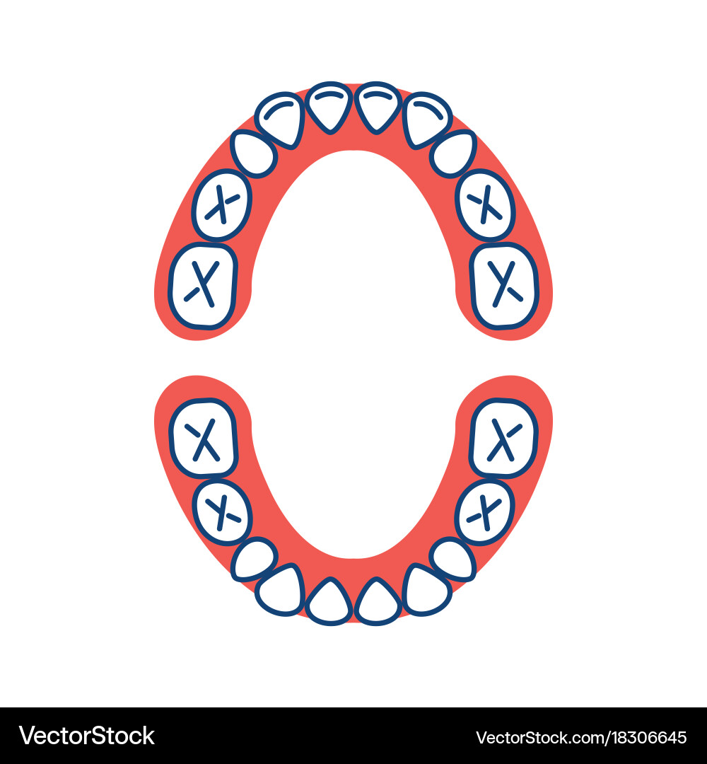 Batooth chart bamouth child jaw primary Royalty Free Vector