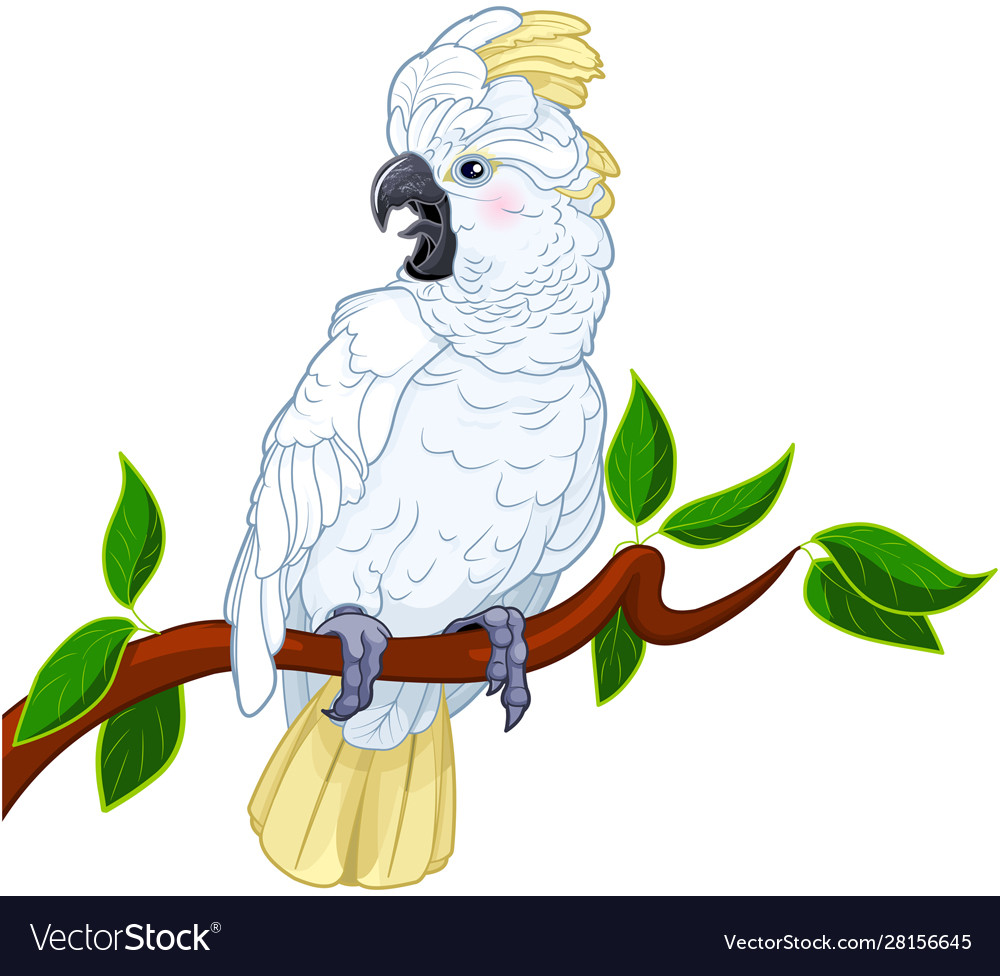 Cockatoo Royalty Free Vector Image Vectorstock