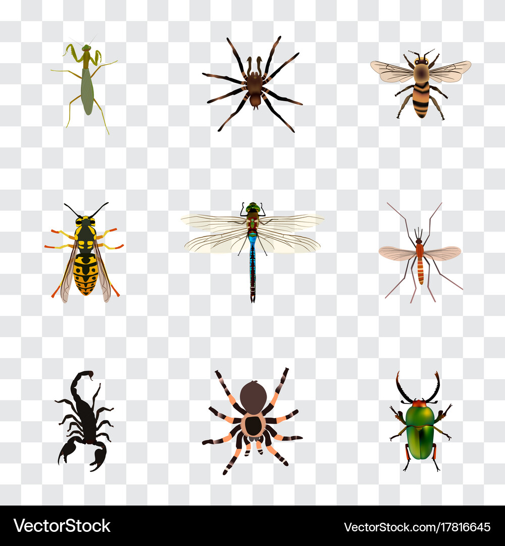 Realistic tarantula insect gnat and other Vector Image