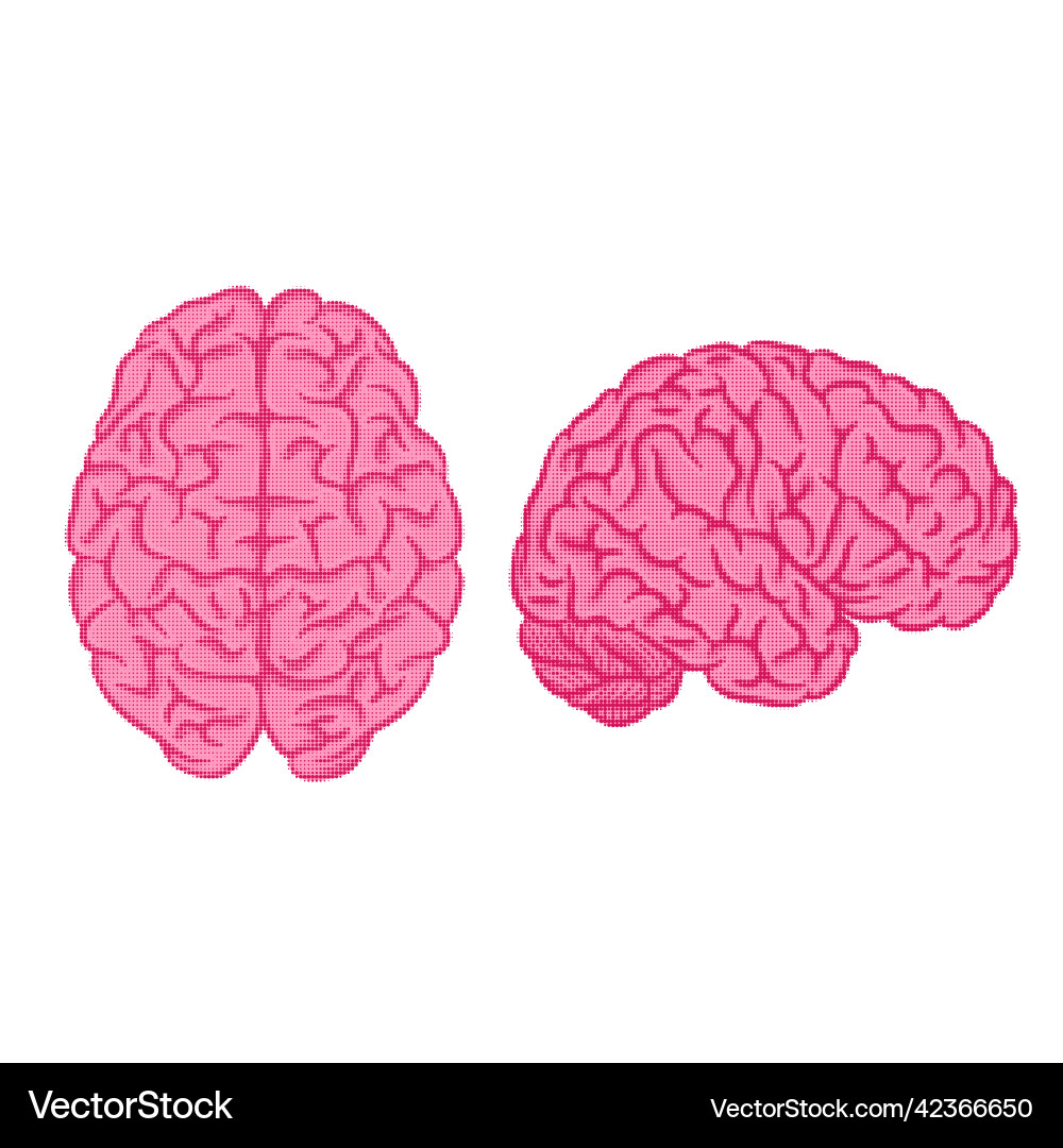 Pink brain silhouettes set white background Vector Image
