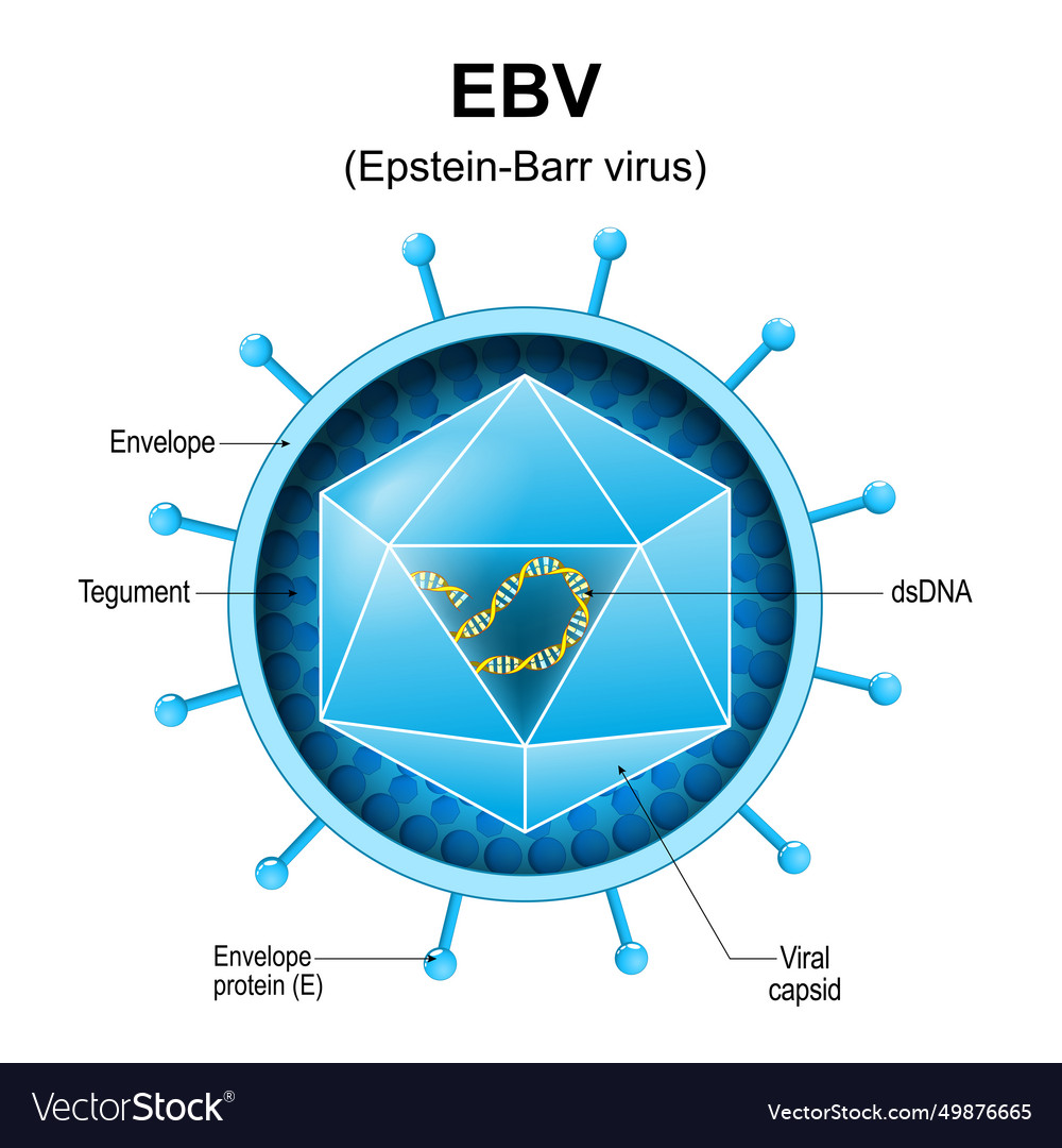 Epstein-Barr Virus Structure Royalty Free Vector Image