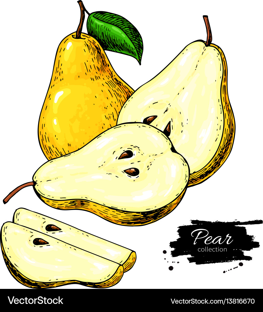 Pear drawing isolated hand drawn pear and Vector Image