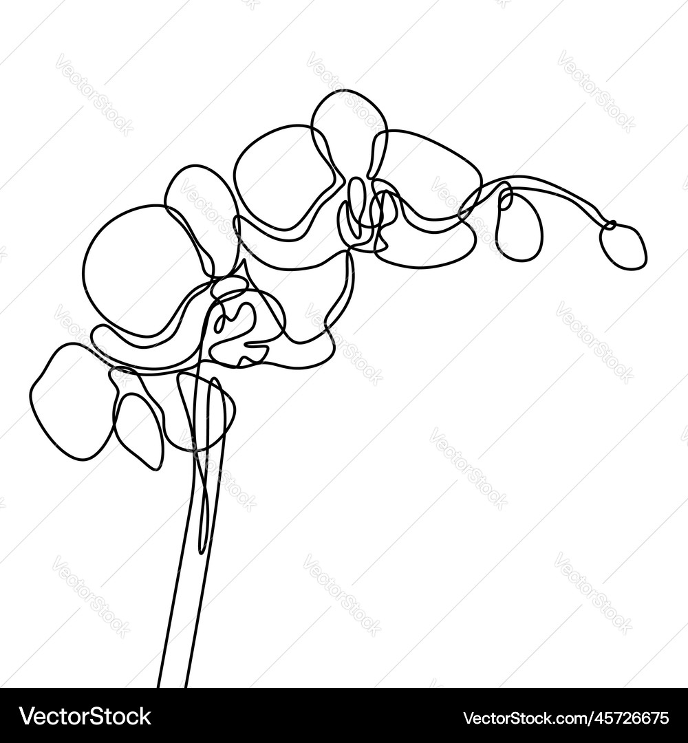 Hand drawn orchid flower one line drawing Vector Image