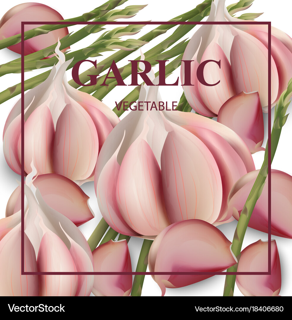 Garlic card background realistic detailed Vector Image