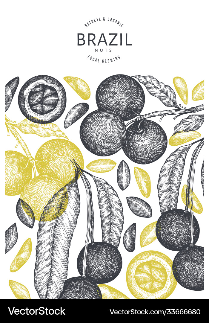 Hand drawn brazilian branch and kernels Royalty Free Vector