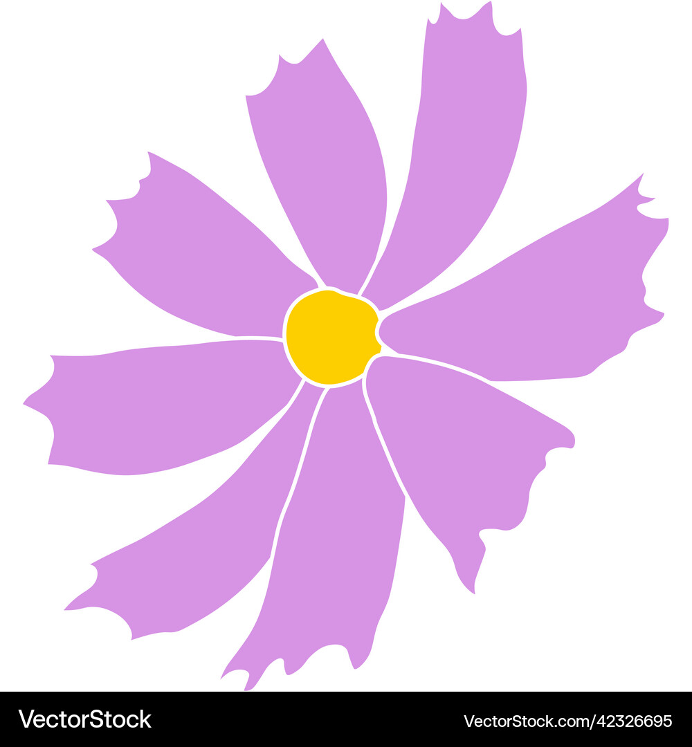 Single cosmos flower simple isolated on white Vector Image