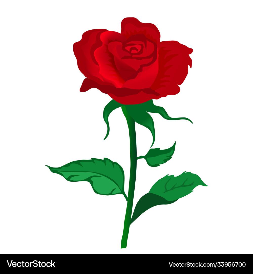 Beautiful red rose isolated on white Royalty Free Vector