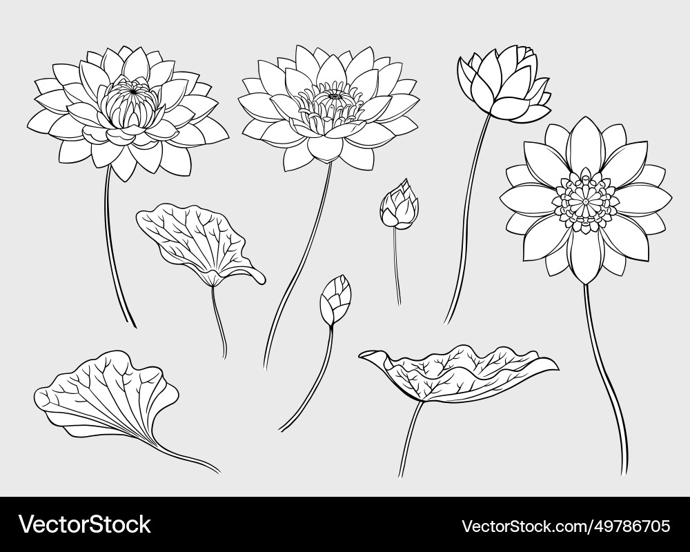Lotus line art set collection Royalty Free Vector Image