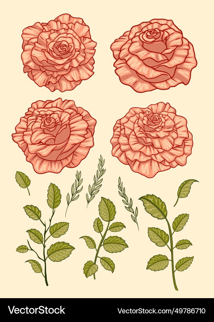 Pink roses element collection set with leaves Vector Image