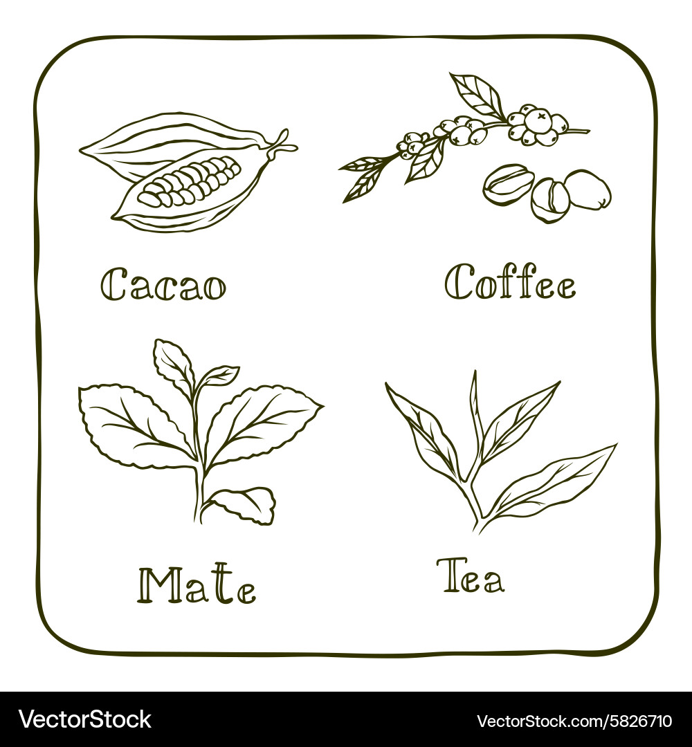 Various herbals - coffee mate cacao and tea Vector Image