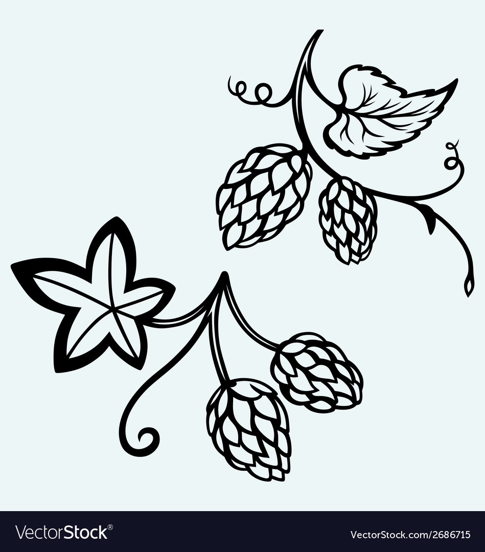Hops Royalty Free Vector Image - VectorStock