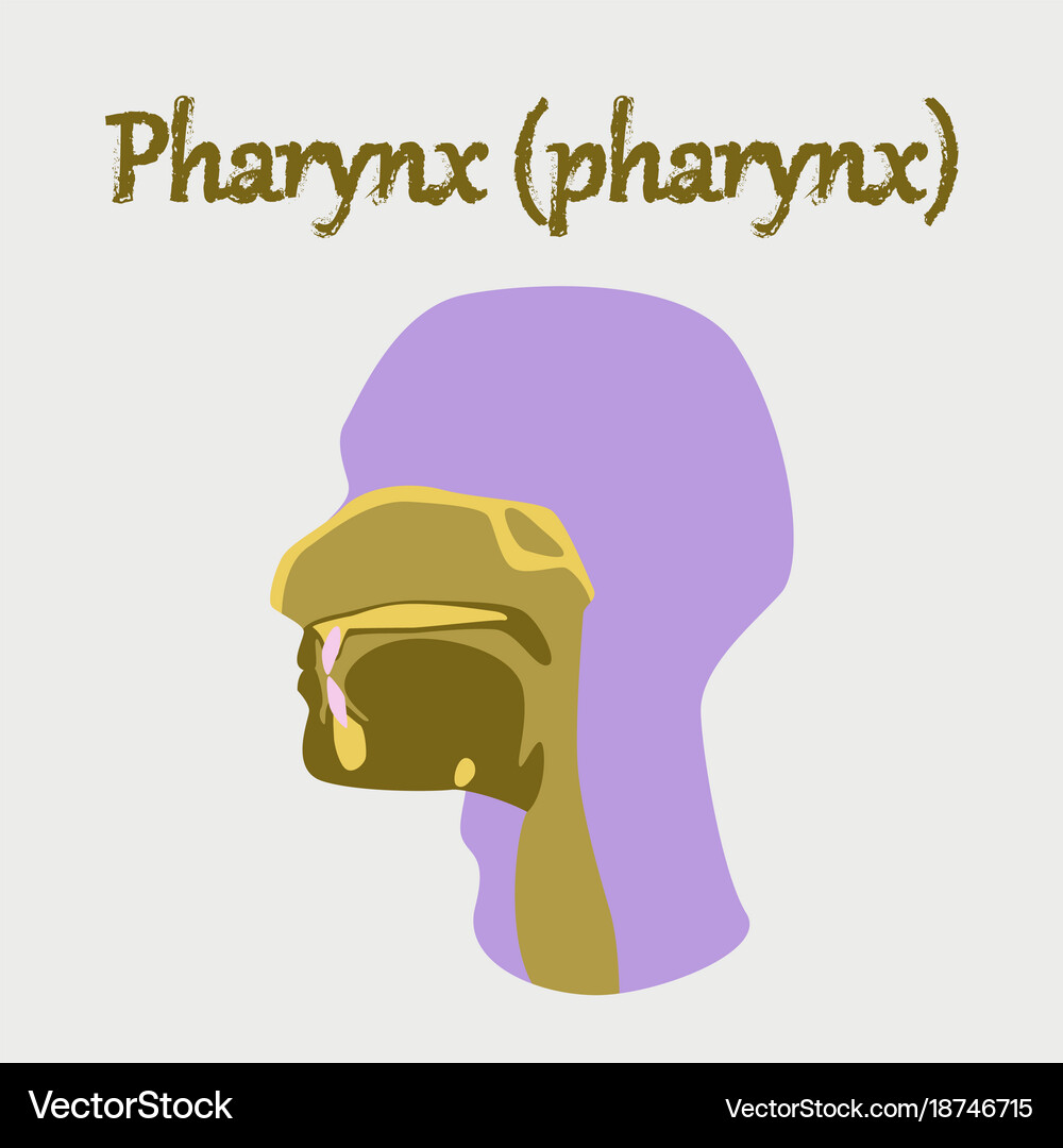 Human organ icon in flat style pharynx Royalty Free Vector