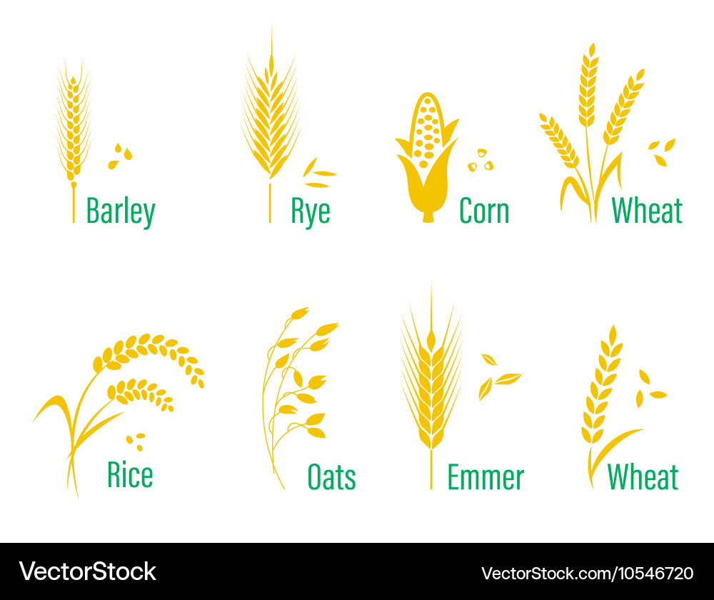 Cereals icon set with rice wheat corn oats rye Vector Image