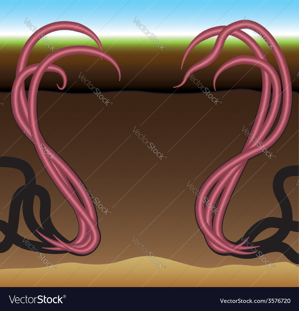 Worms frame Royalty Free Vector Image - VectorStock