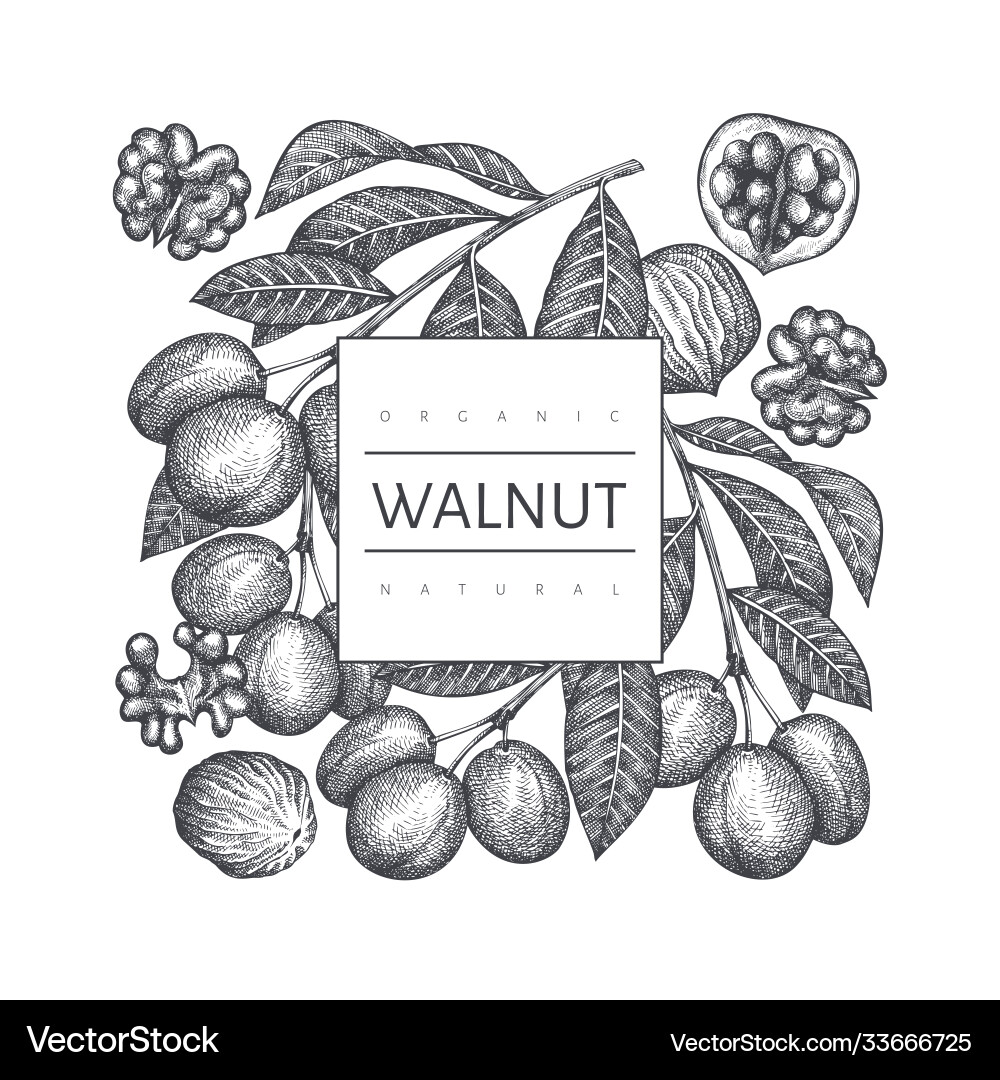 Hand drawn sketch walnut design template organic Vector Image