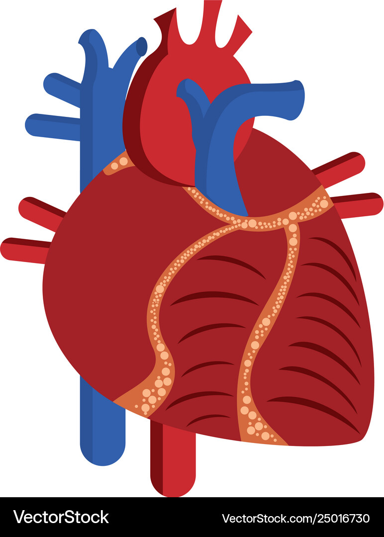 Human heart cartoon isolated Royalty Free Vector Image
