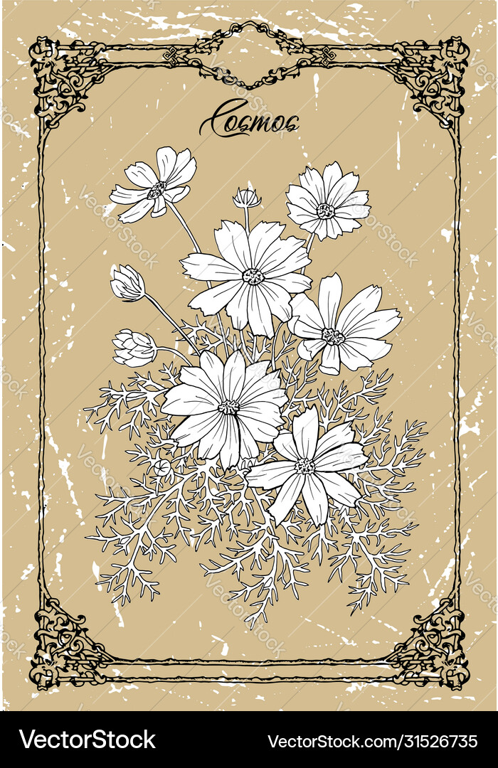 Black and white drawing cosmos flower Royalty Free Vector