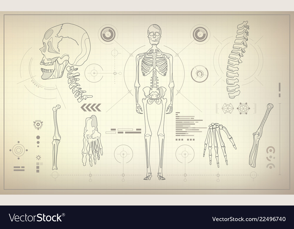 Skeleton Royalty Free Vector Image - VectorStock
