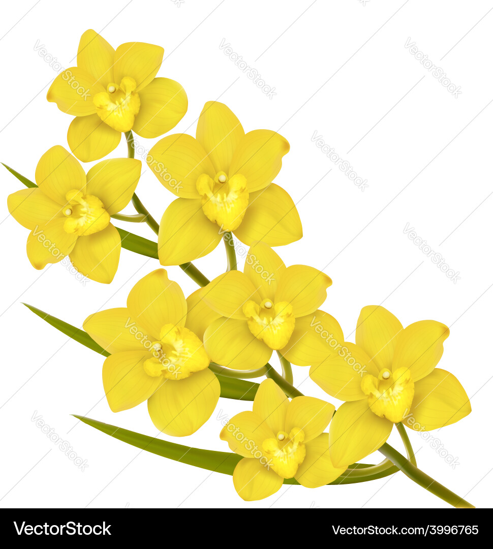 Holiday yellow flowers background Royalty Free Vector Image
